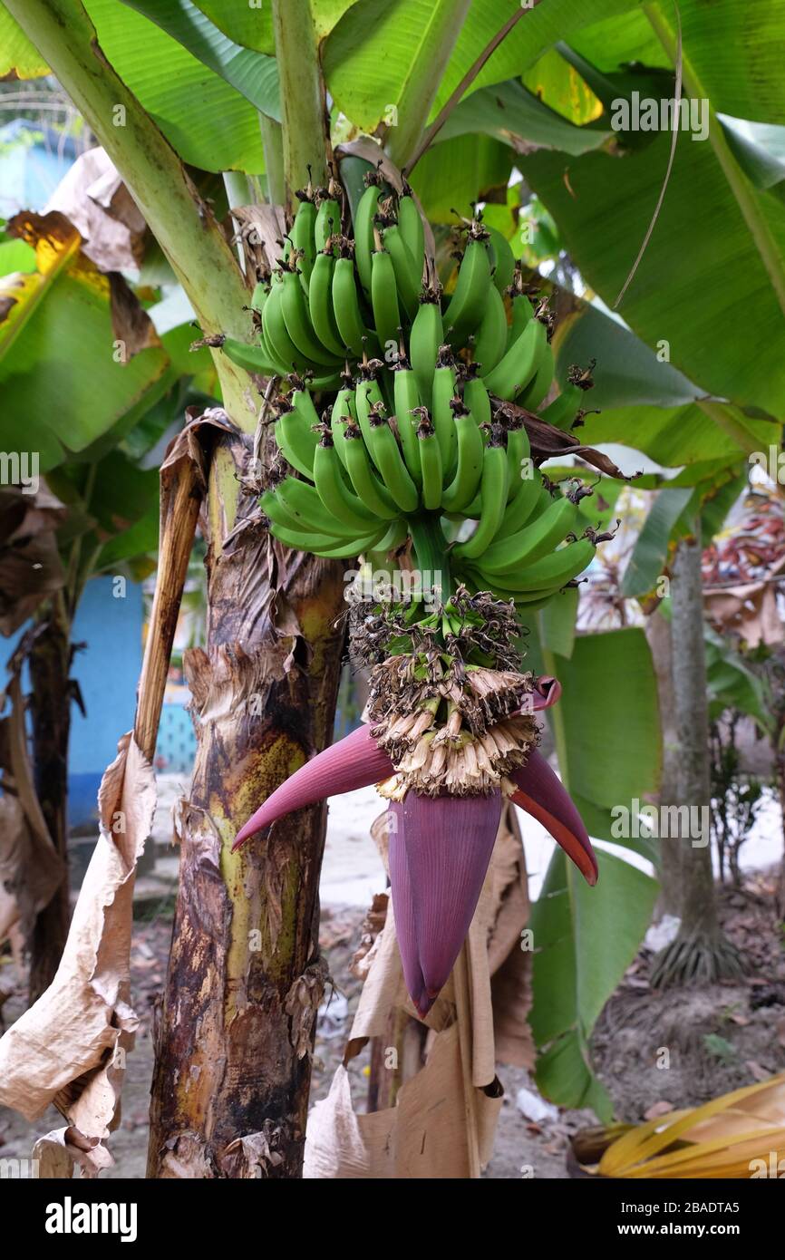 Banana tree with flower and green fruits in Kumrokhali, West Bengal ...