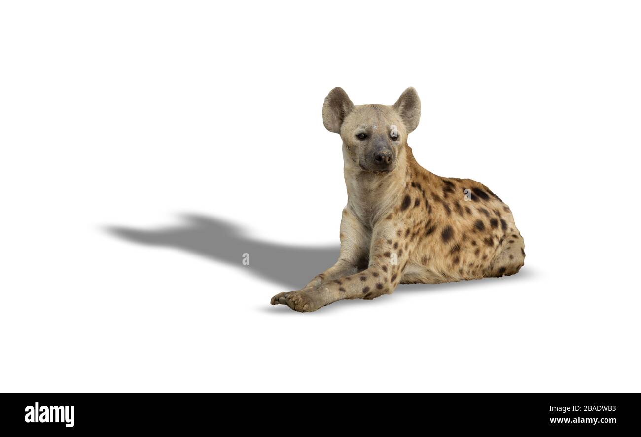 Wild hyena Cut Out Stock Images & Pictures - Alamy