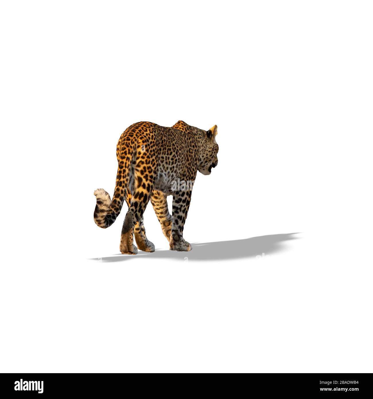 Leopard shadow hi-res stock photography and images - Alamy
