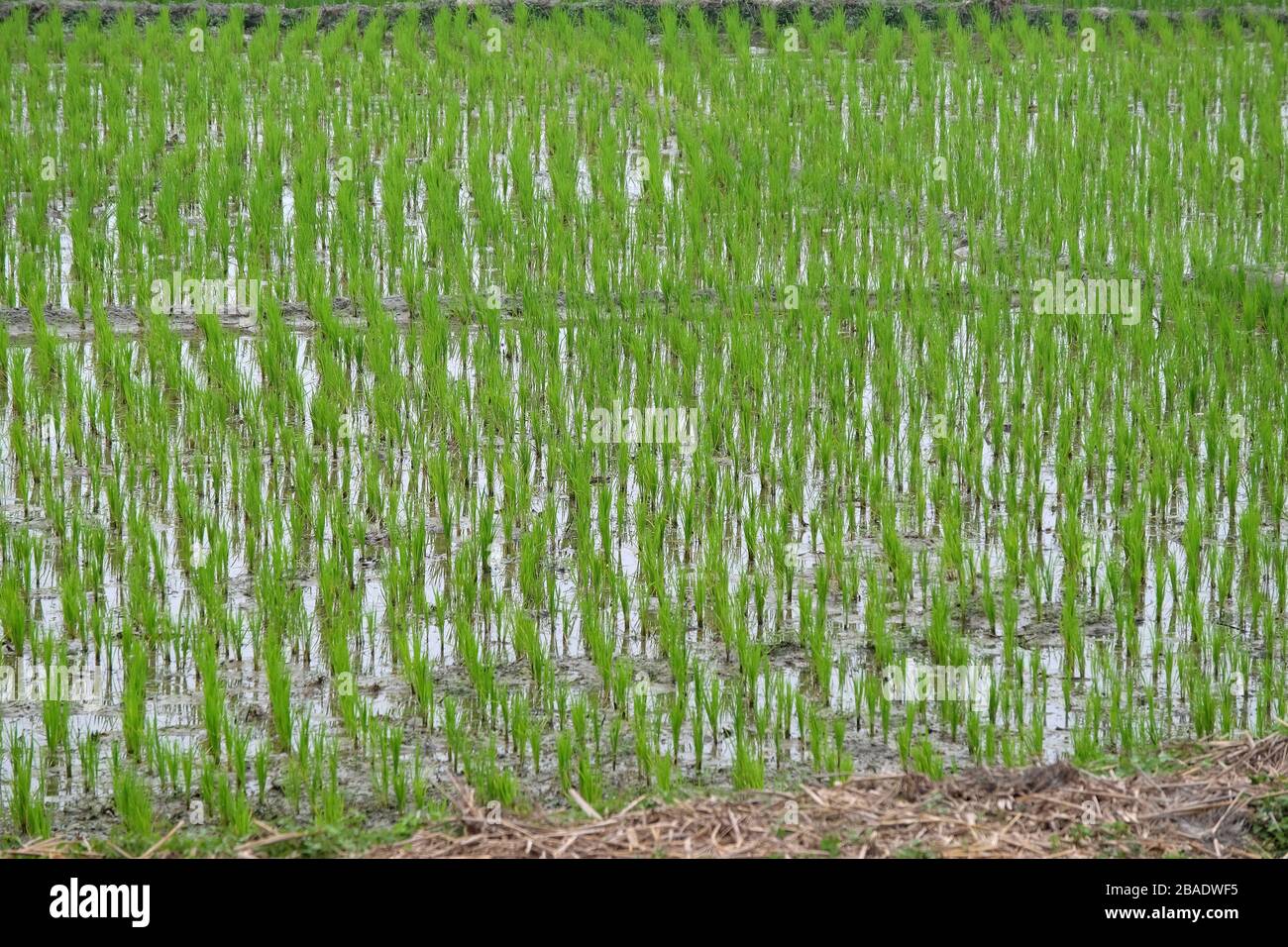 Green rice field in West Bengal, India Stock Photo - Alamy