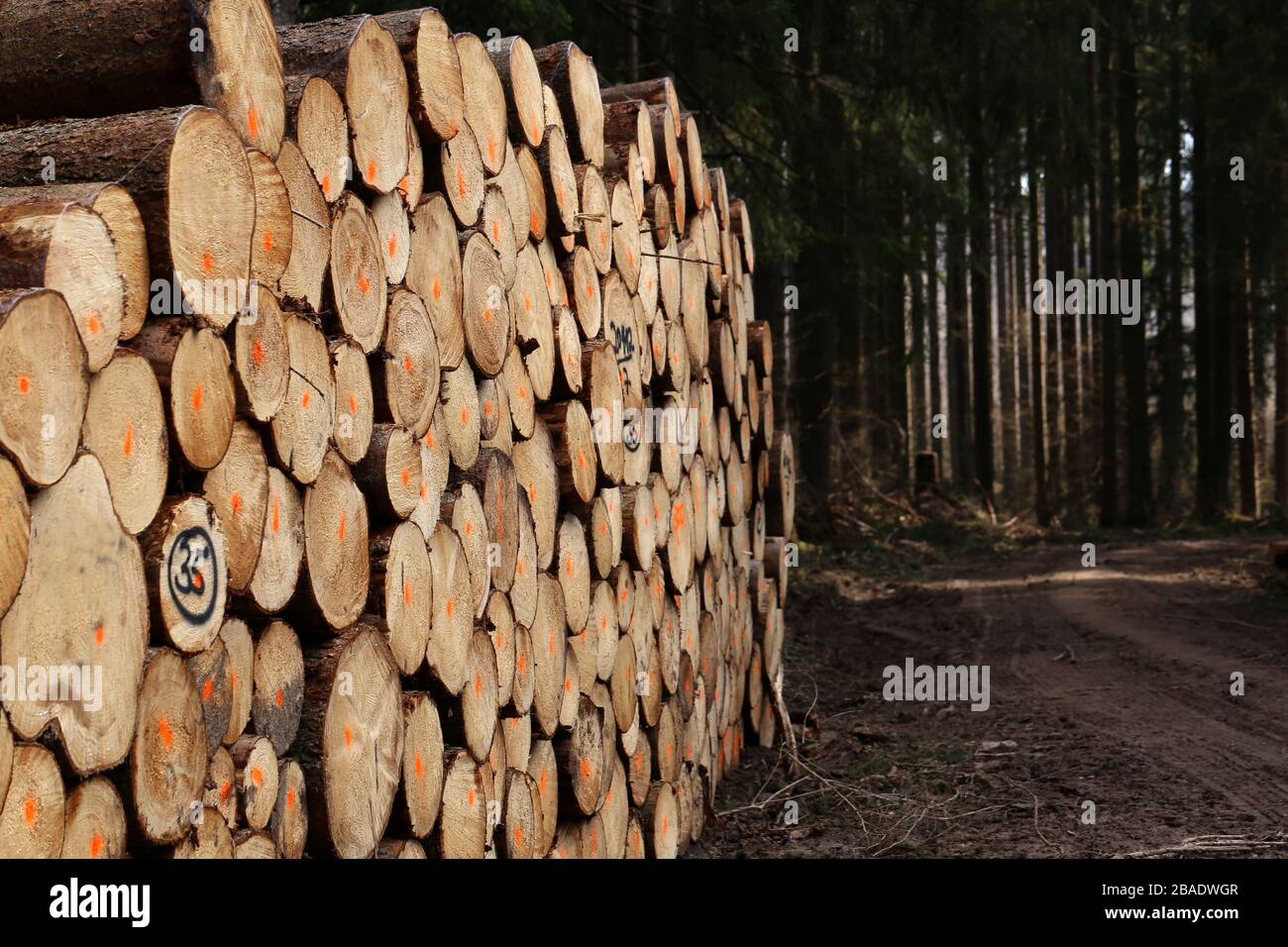 Freshly cut trees in the forest, on the side of a forest road Stock ...