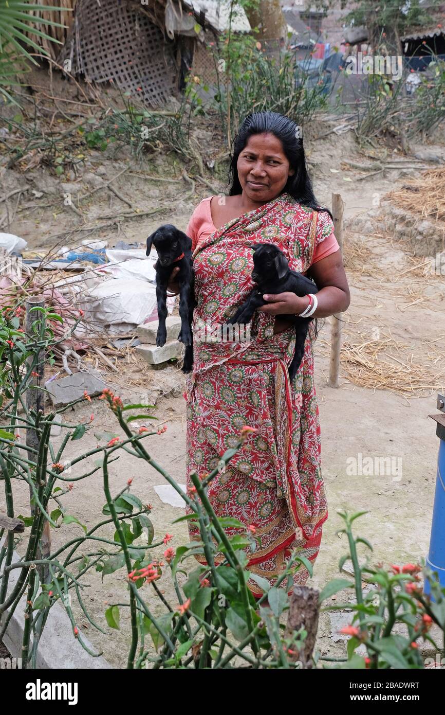Country woman with two young goats on a farm in Kumrokhali, West Bengal ...