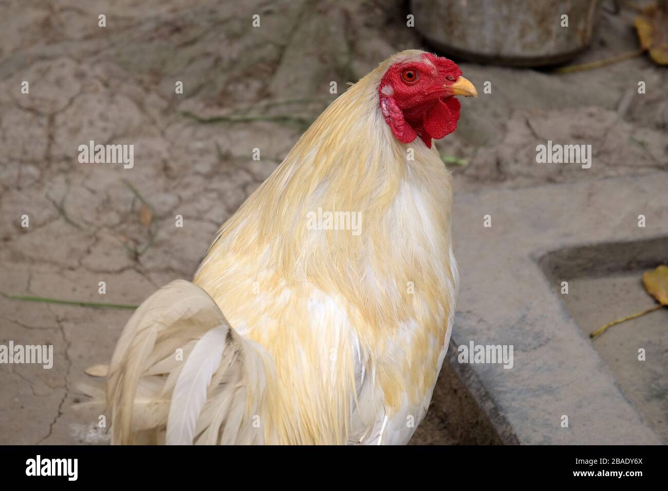 Chicken village hi-res stock photography and images - Alamy