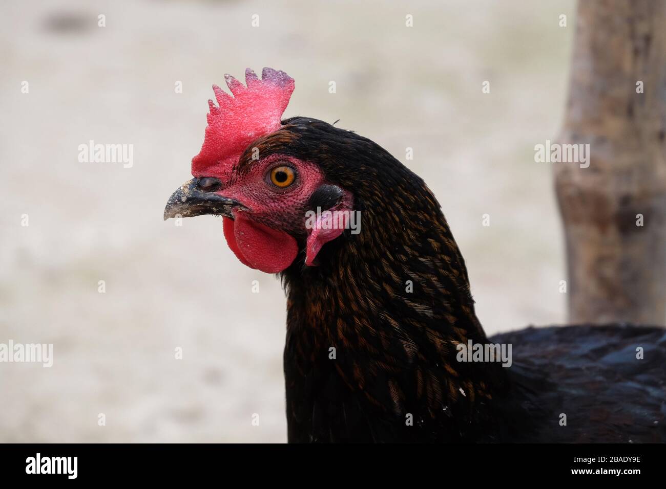 Chicken rural india hi-res stock photography and images - Alamy