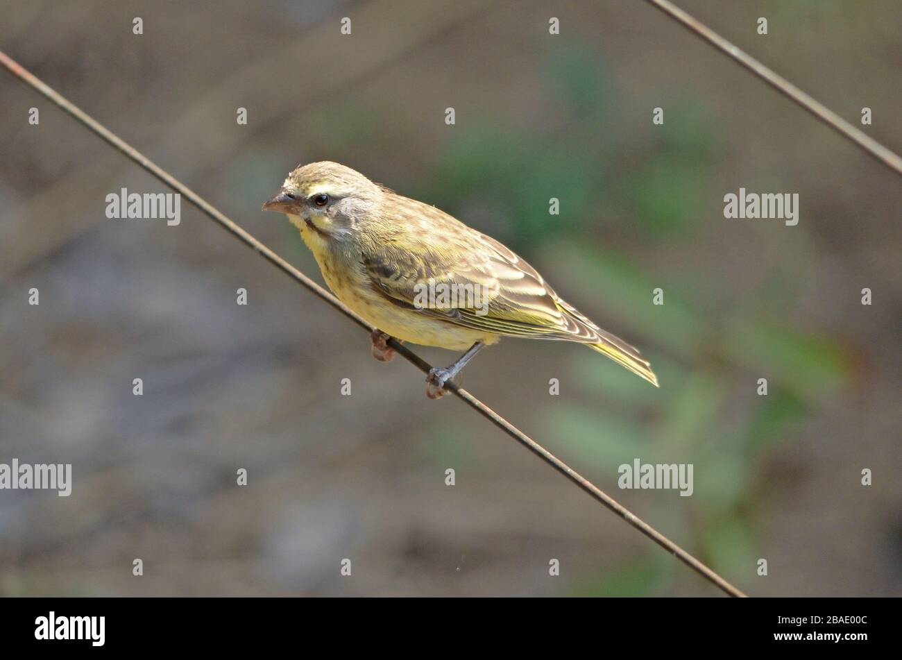 Yellow fronted canary hi-res stock photography and images - Alamy