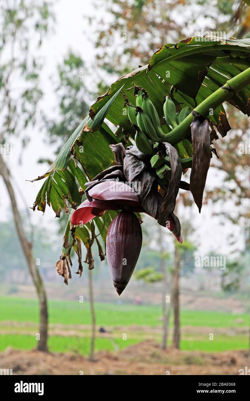 Banana tree with flower and green fruits in Kumrokhali, West Bengal ...