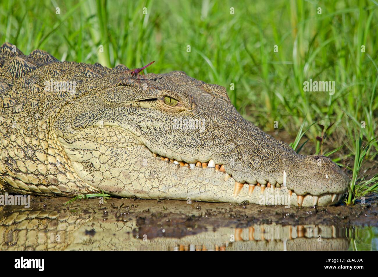 Close-up of crocodile on reed bed in Zambezi River, Namibia Stock Photo ...