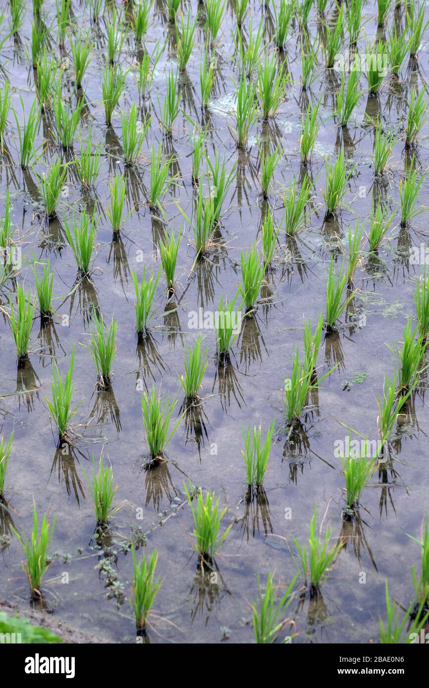 Green rice field in West Bengal, India Stock Photo - Alamy