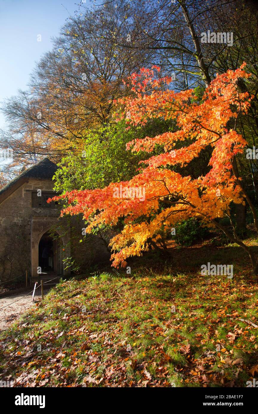Outstanding autumn colour on an acer tree outside the thatched Gothic ...