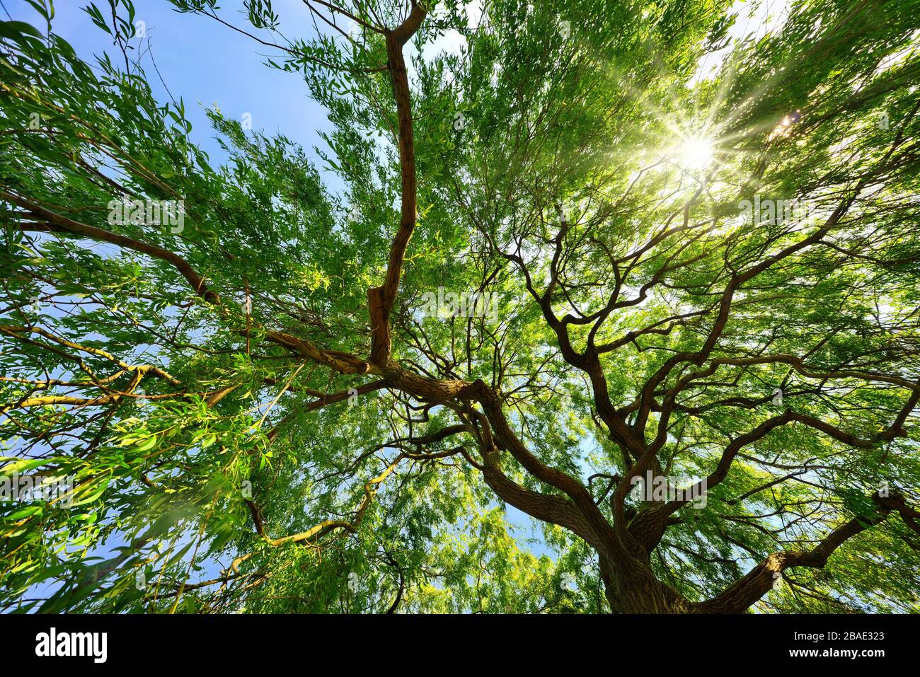 Beautiful weeping willow canopy with the sun shining through the green ...