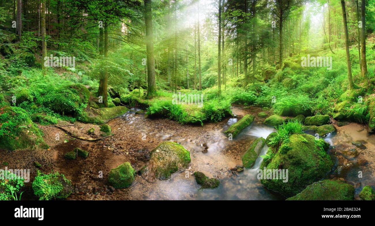 Enchanting panoramic forest scenery with soft light falling through the ...
