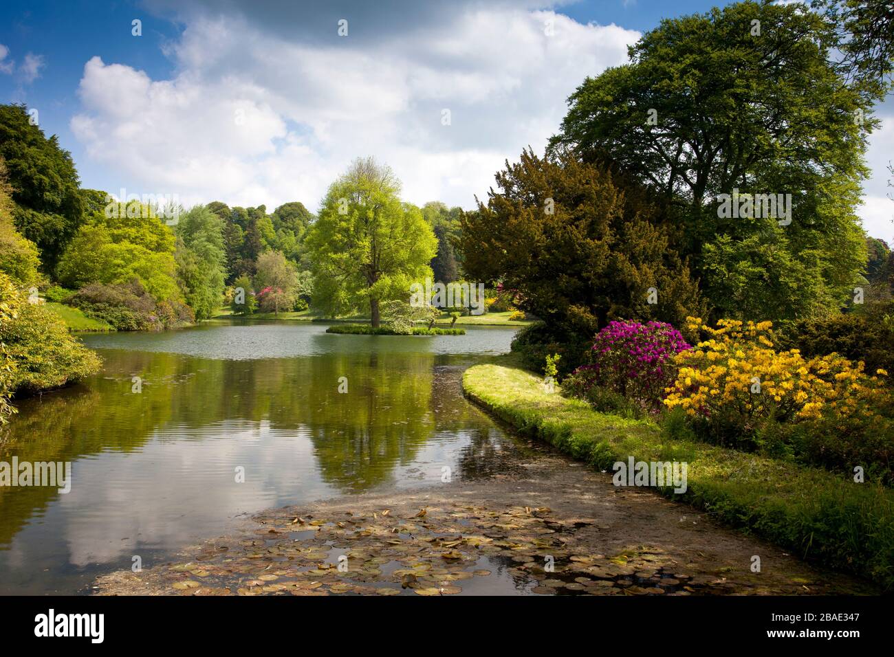 The brilliant spring colours of rhododendrons and azaleas at Stourhead ...