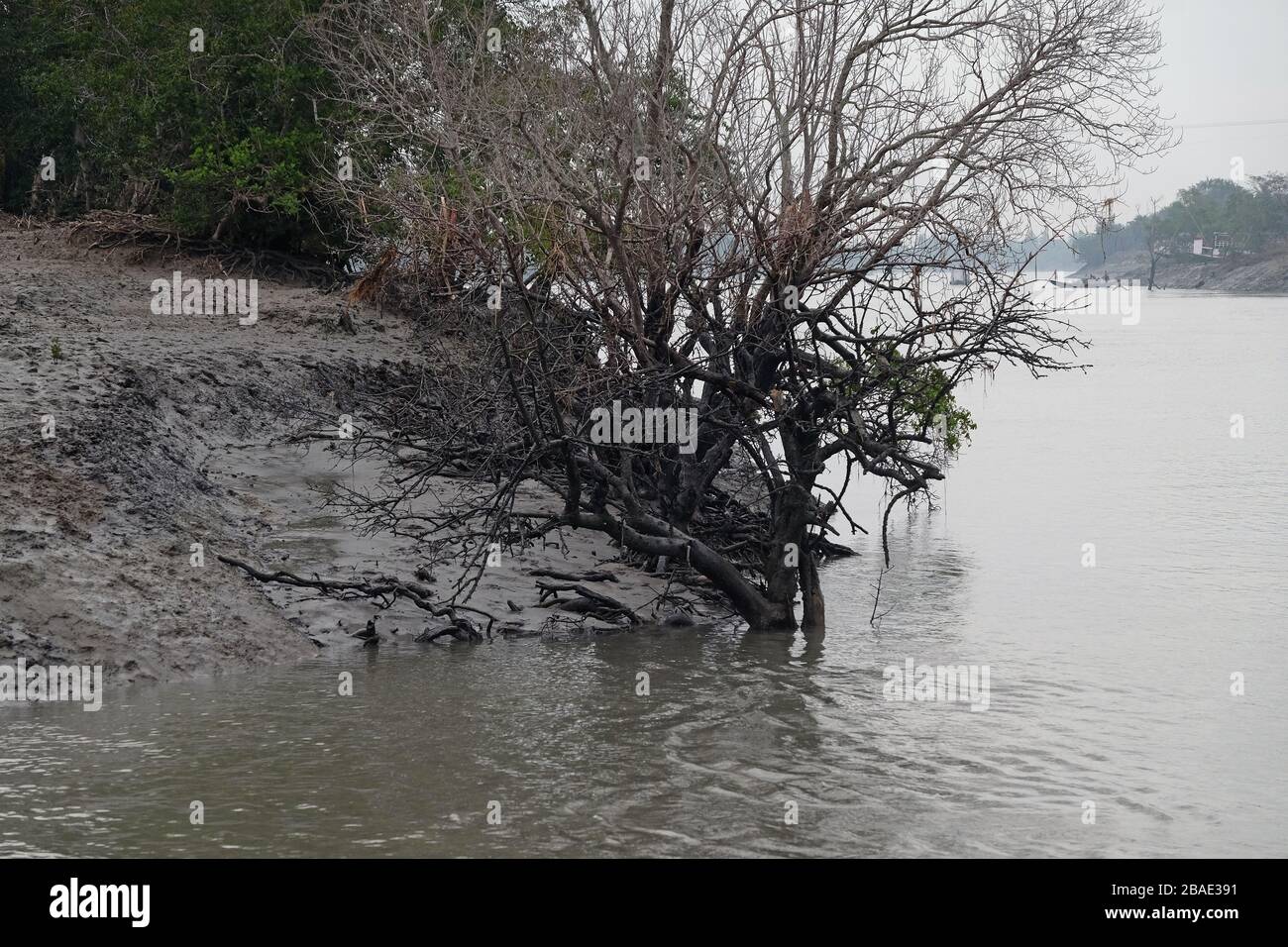 Mangrove forest, Sundarbans, Ganges delta, West Bengal, India Stock ...