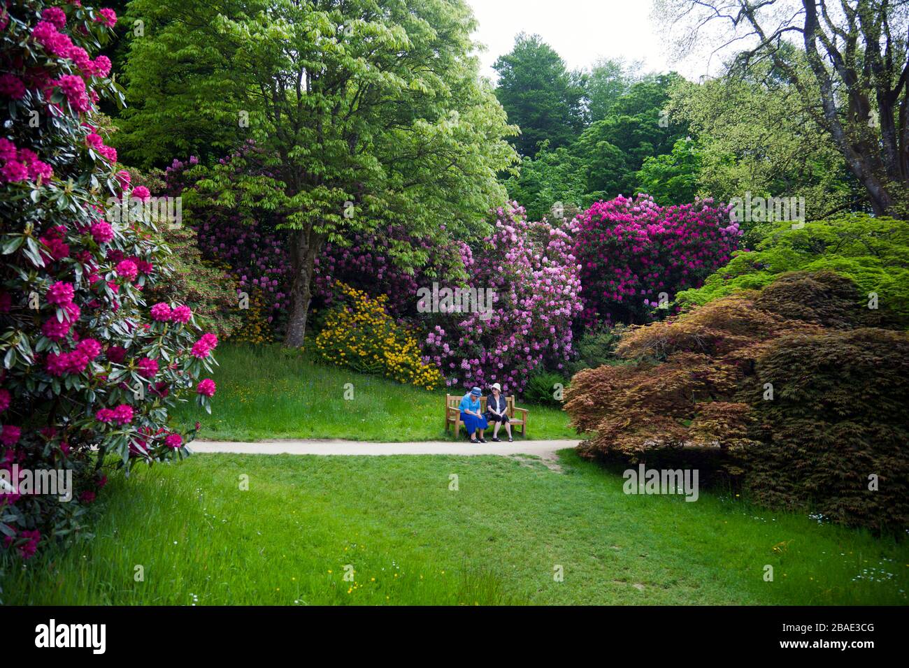 The brilliant spring colours of rhododendrons and azaleas at Stourhead ...