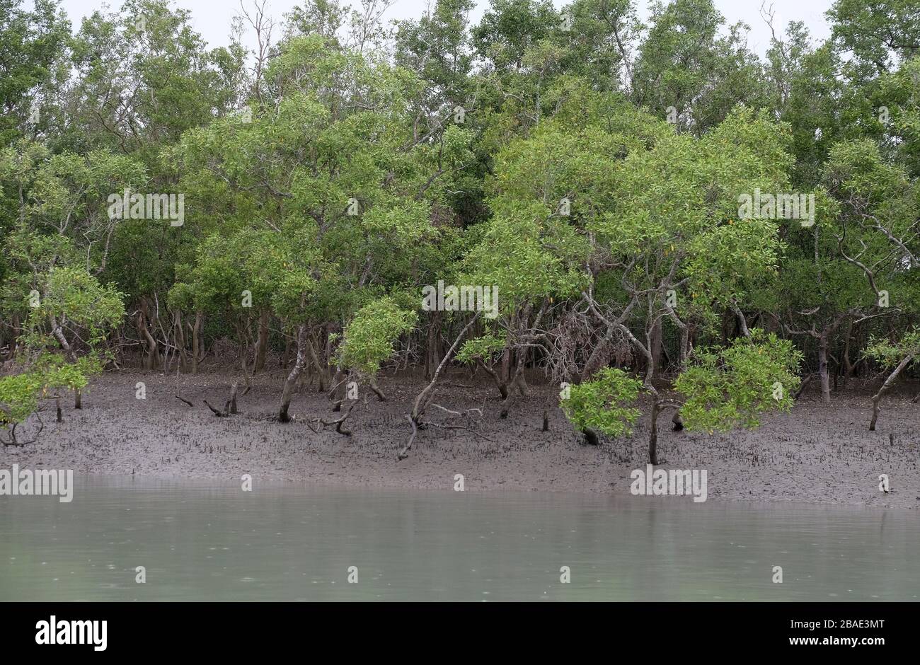 Mangrove forest, Sundarbans, Ganges delta, West Bengal, India Stock ...