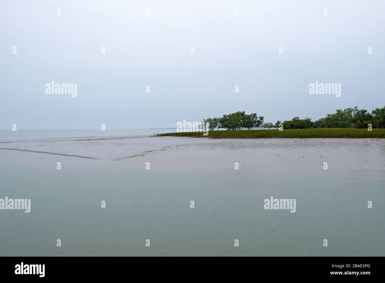 Mangrove forest, Sundarbans, Ganges delta, West Bengal, India Stock ...