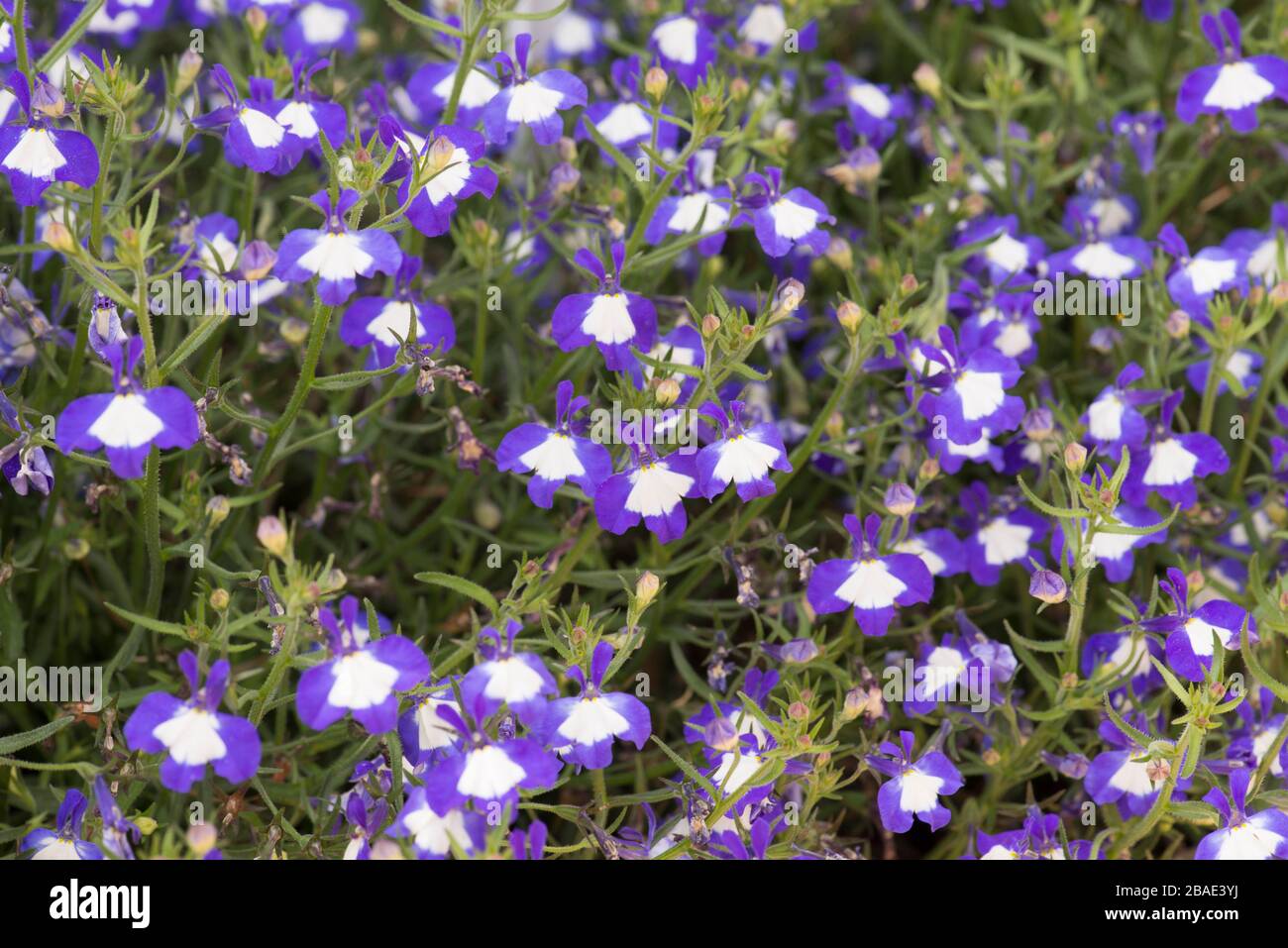 Lobelia in flower hi-res stock photography and images - Alamy