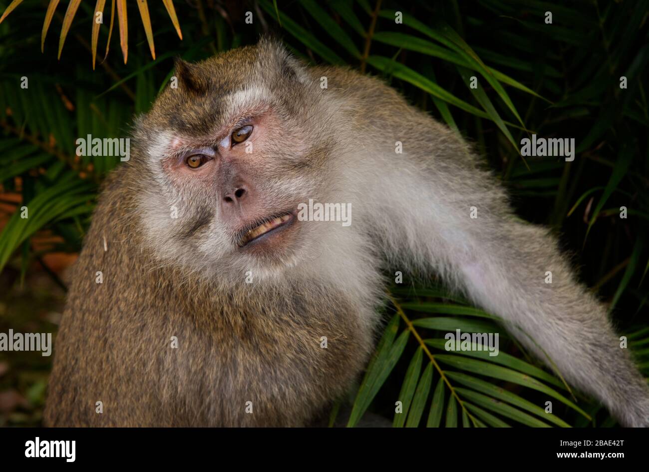 Long tailed macaque hi-res stock photography and images - Alamy