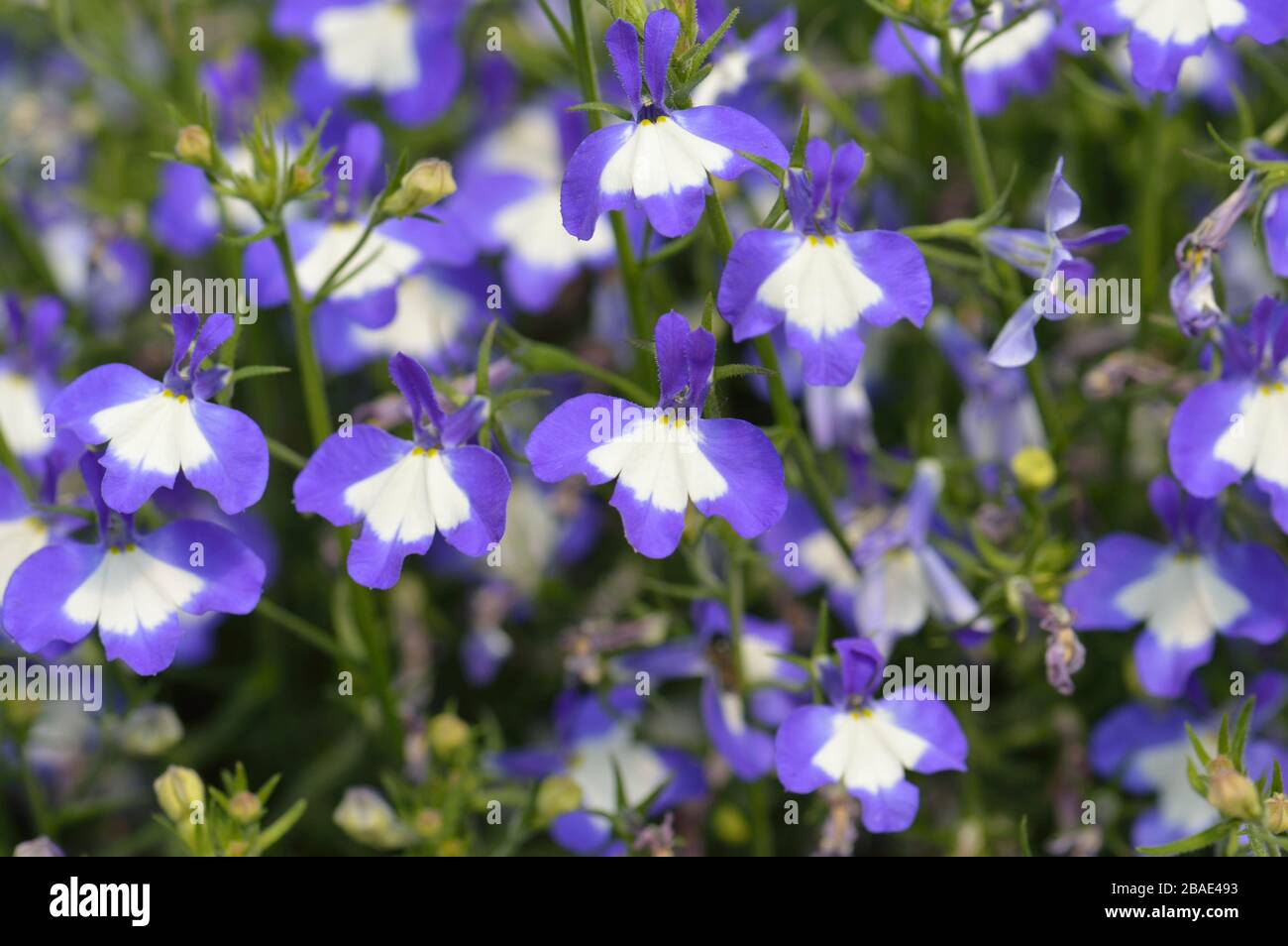 Lobelia in flower Stock Photo - Alamy