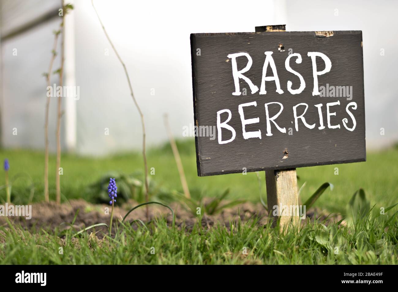 A homemade chalkboard sign placed in a garden patch, with raspberries ...