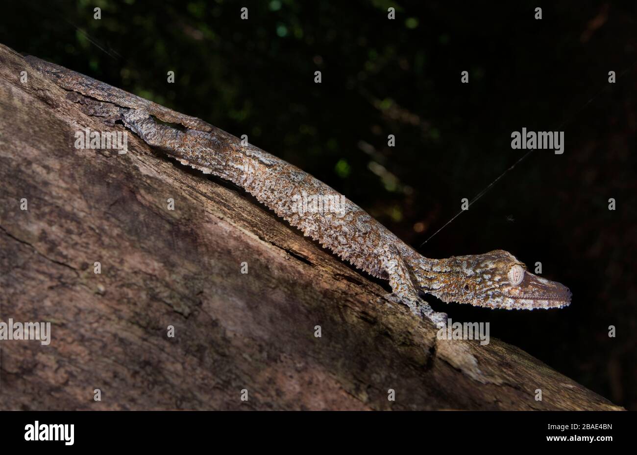 Indian Ocean, Madagascar, Nosy Mangabe, Leaf-tailed gecko, Uroplatus ...