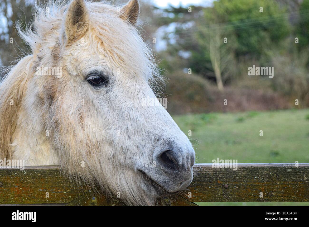 Donkey looking over fence hi-res stock photography and images - Alamy