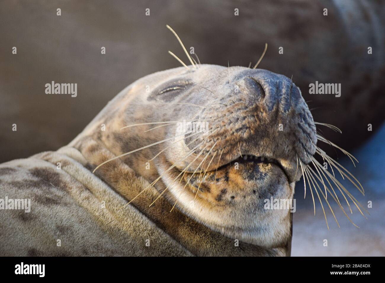 seal basking in the sun Stock Photo - Alamy