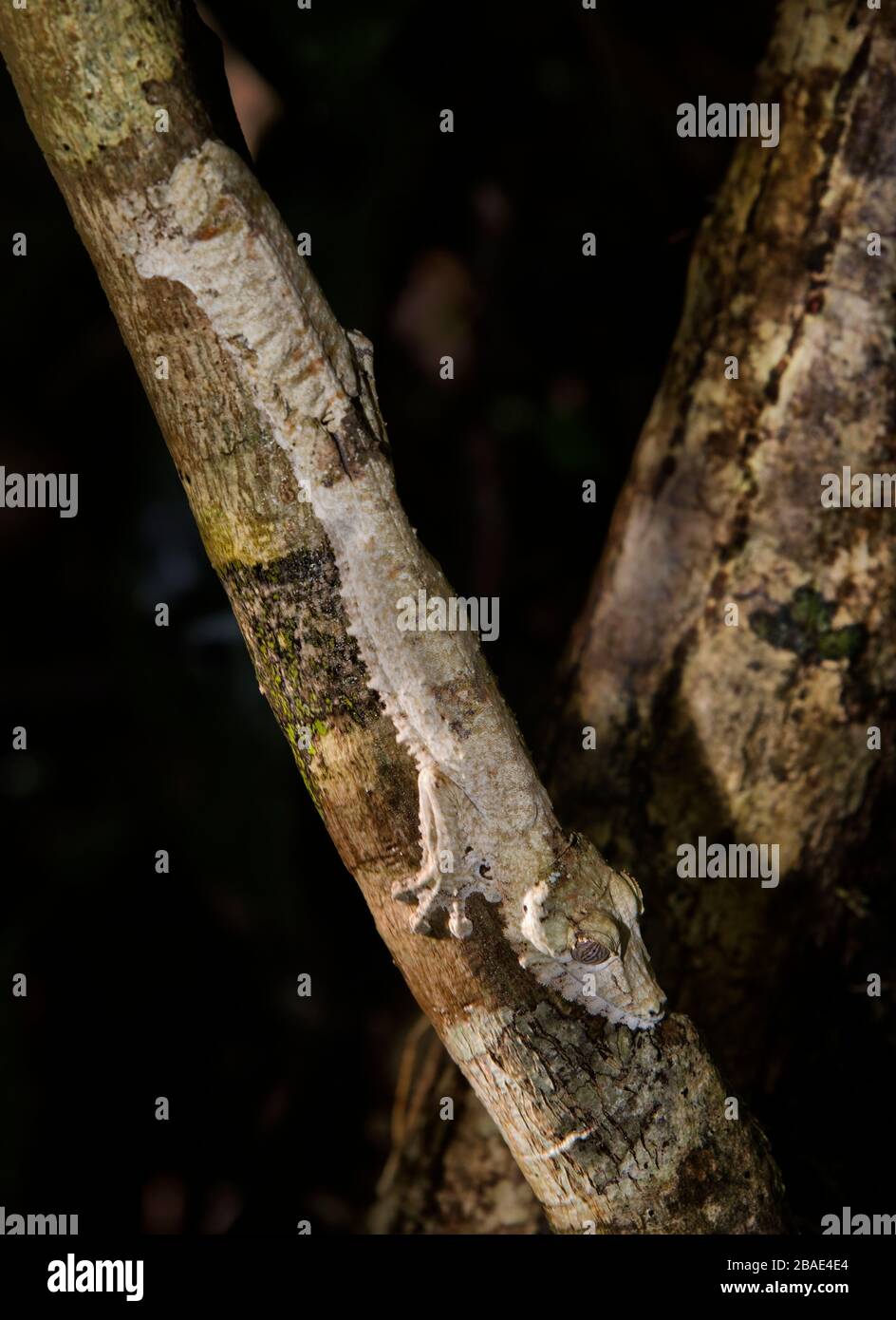 Indian Ocean, Madagascar, Nosy Mangabe, Leaf-tailed gecko, Uroplatus ...