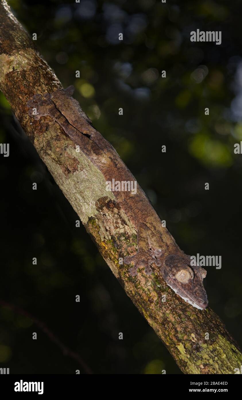 Indian Ocean, Madagascar, Nosy Mangabe, Leaf-tailed gecko, Uroplatus ...