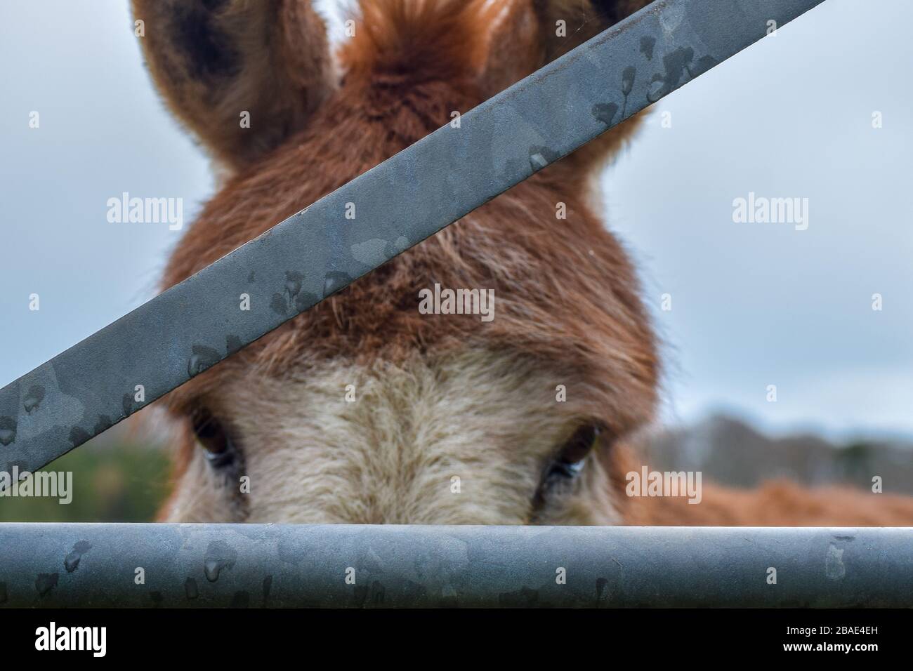 Donkey Farm Gate High Resolution Stock Photography and Images - Alamy