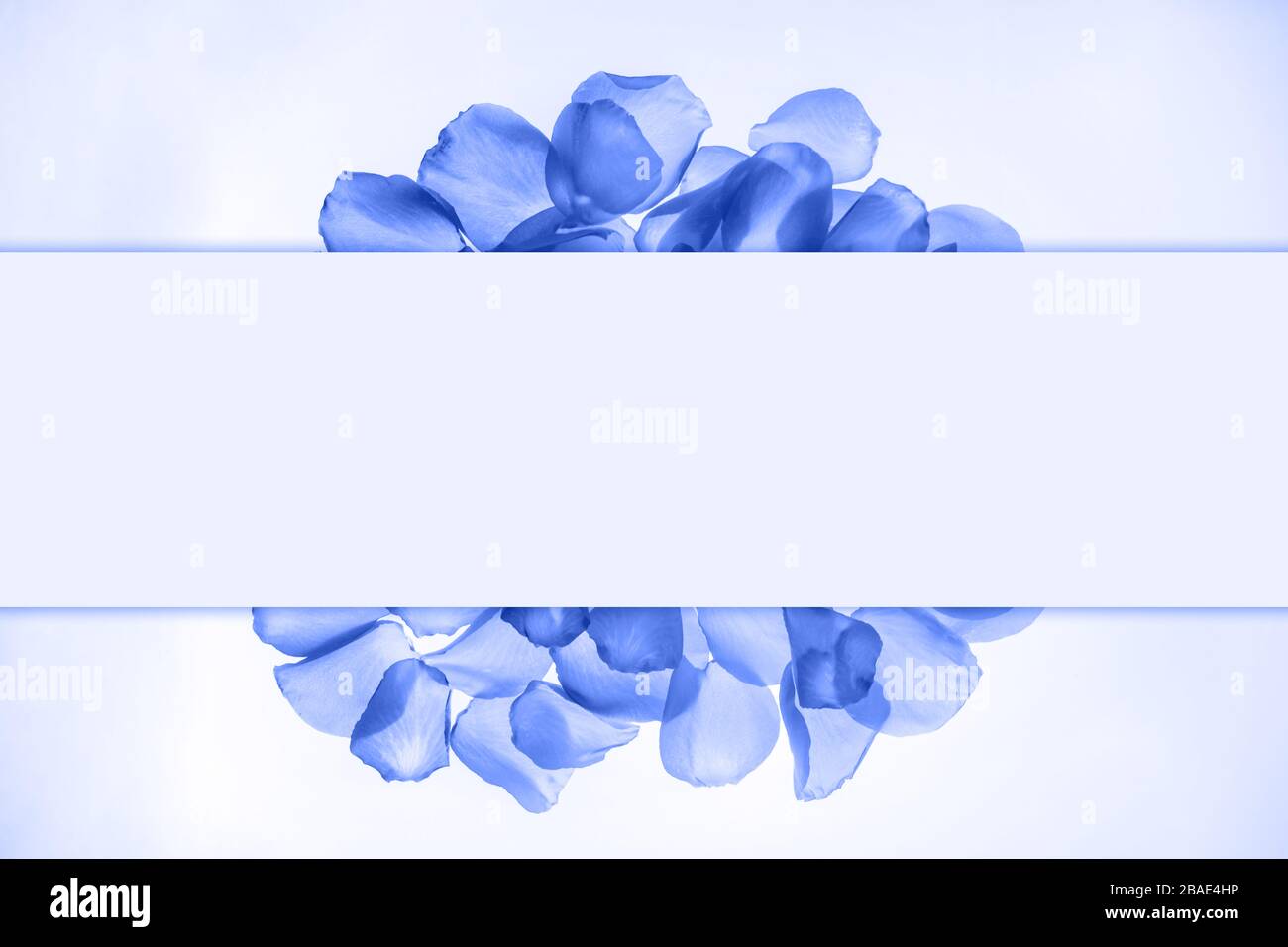 Pile of blue rose petals on white background with peace of paper on it ...