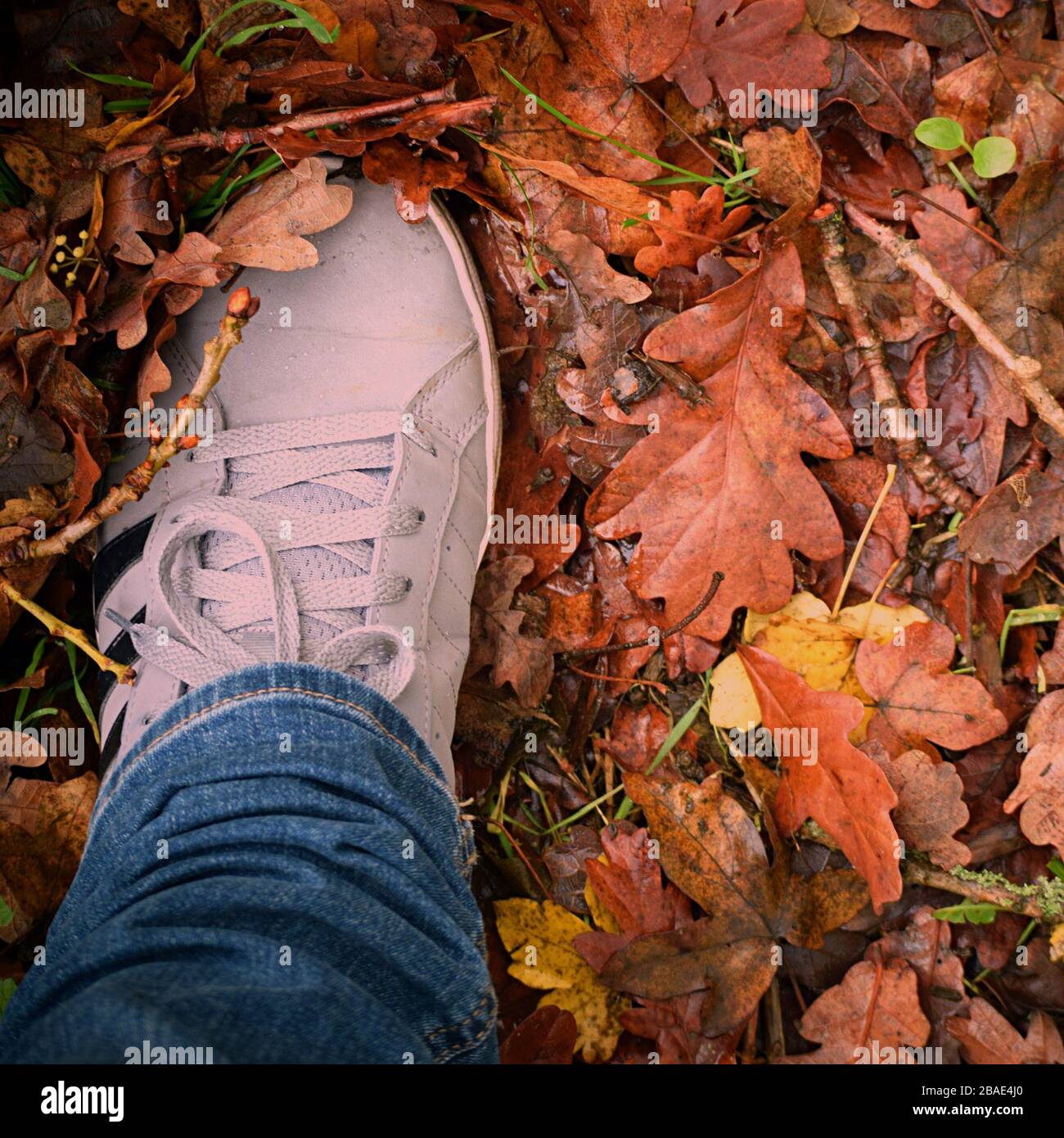One foot stepping through leaves Stock Photo - Alamy