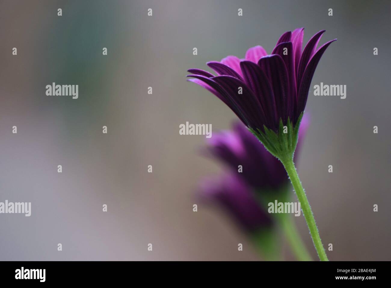 Three Purple Flowers in bloom Stock Photo - Alamy