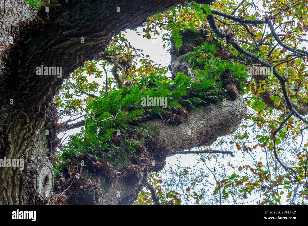 A large branch of an oak tree has been colonised by ferns in Stourhead ...