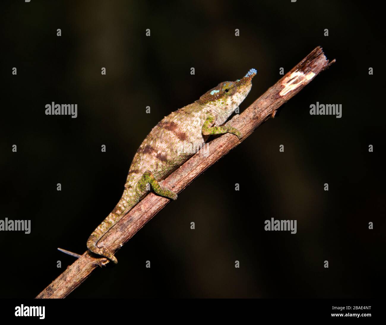 Blue nosed chameleon calumma boettgeri hi-res stock photography and ...