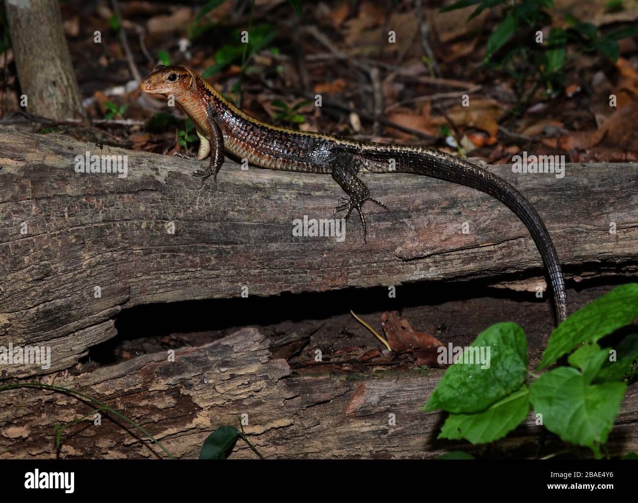 Indian Ocean, Madagascar, Mahajanga, Ankarafantsika National Park ...