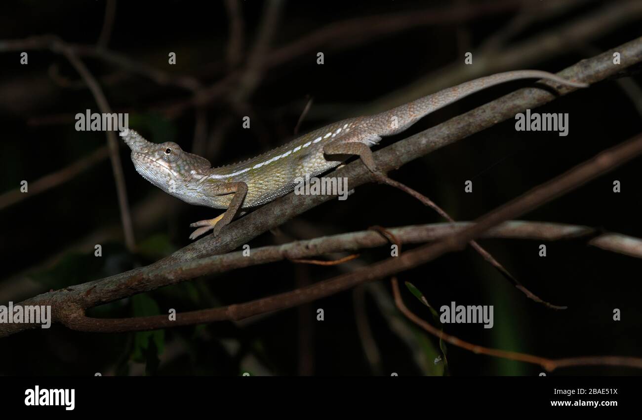 Indian Ocean, Madagascar, Mahajanga, Ankarafantsika National Park ...