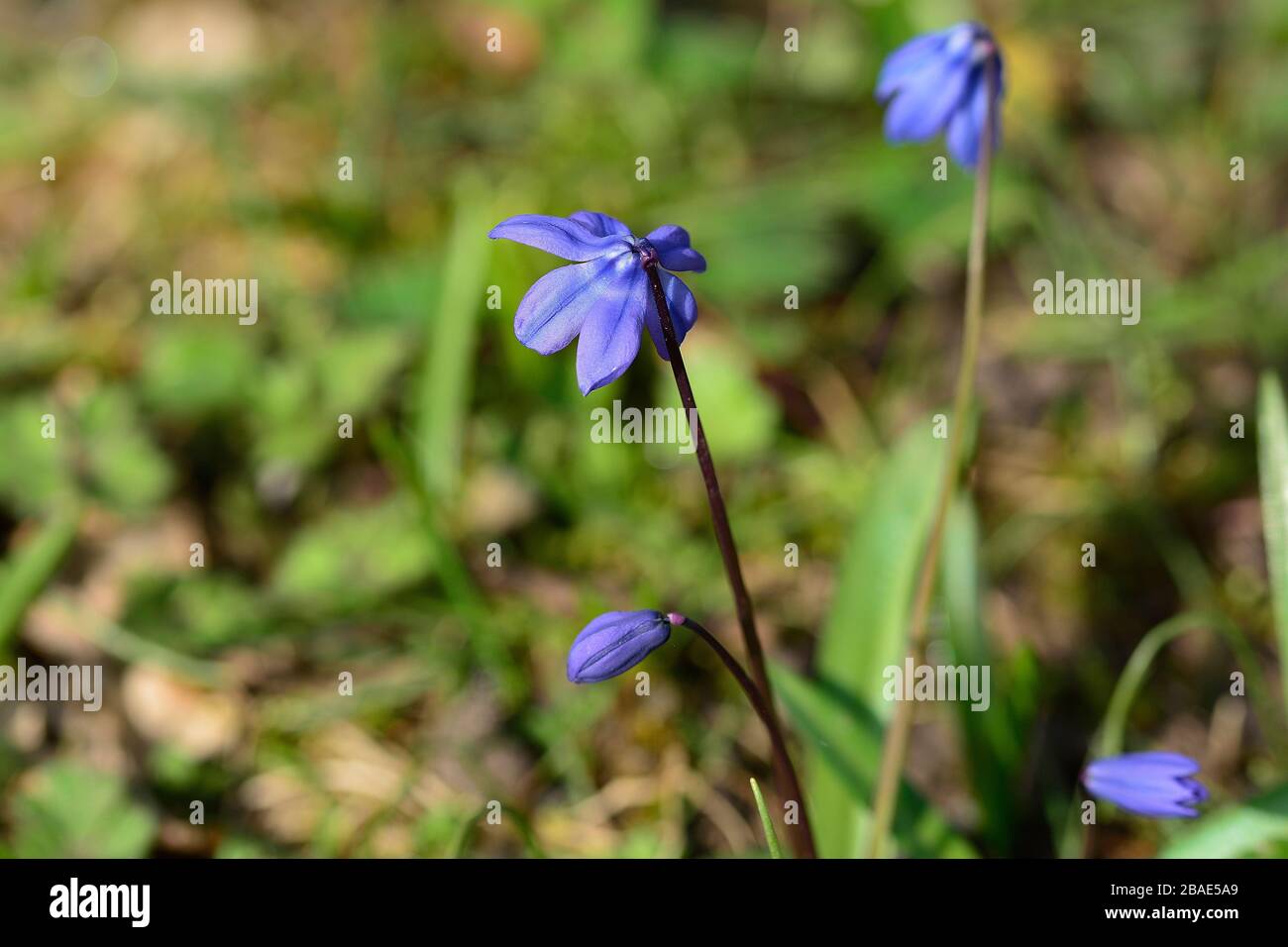 Spring blue flower blooming in the park Stock Photo - Alamy
