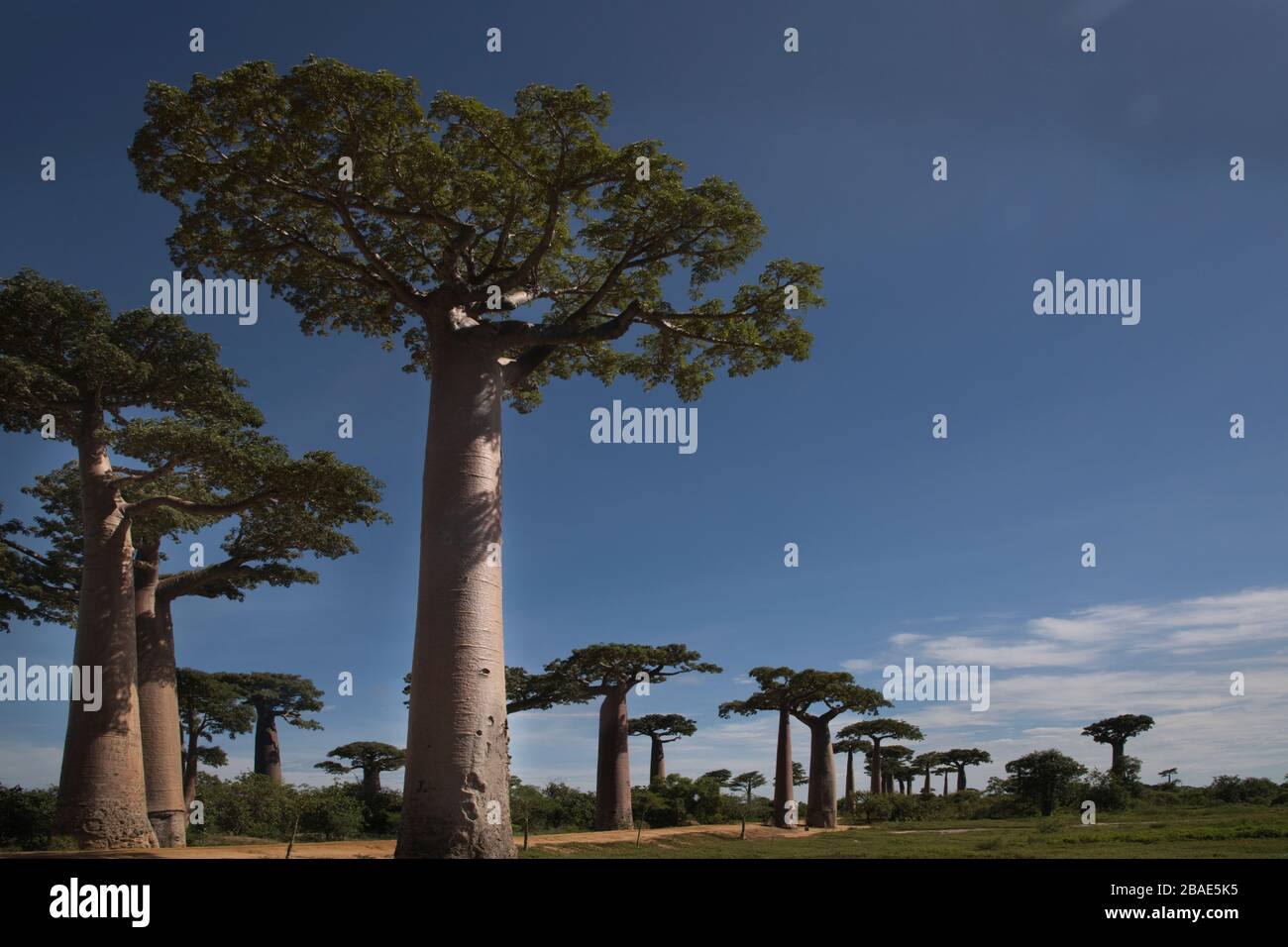 Indian Ocean, Madagascar, Morondava, Avenue of Baobab Trees (Avenue des ...