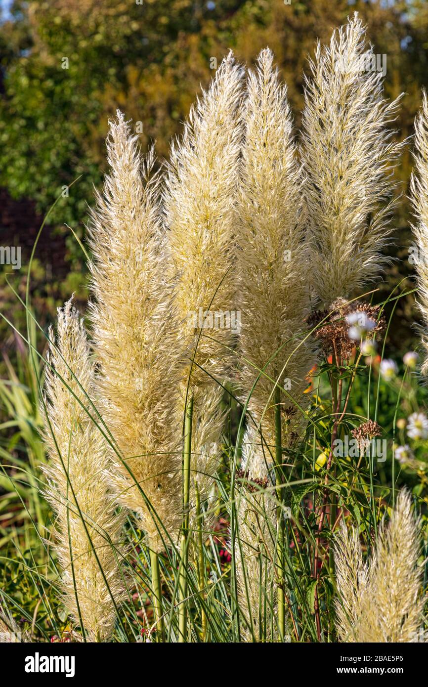 Colourul Autumn Views of Christopher Lloyds famous garden Great Dixter ...