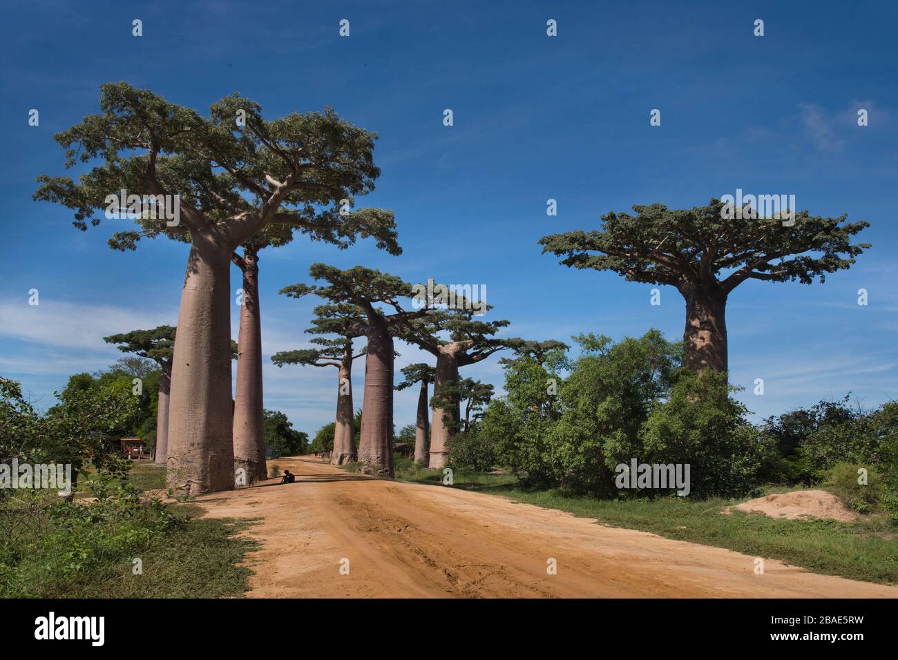 Indian Ocean, Madagascar, Morondava, Avenue of Baobab Trees (Avenue des ...