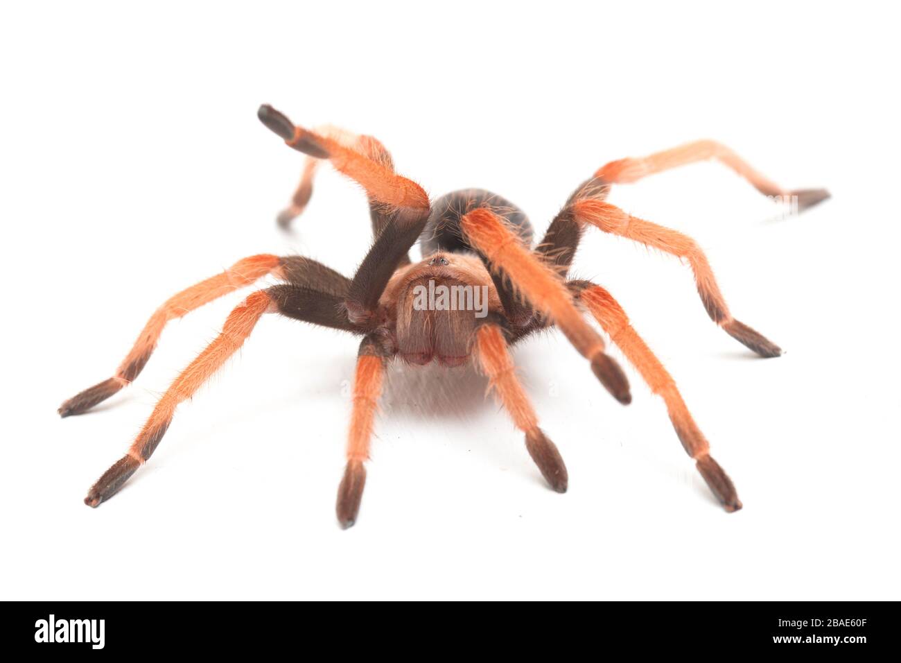 Mexican Fireleg Tarantula (Brachypelma boehmei) isolated on white ...