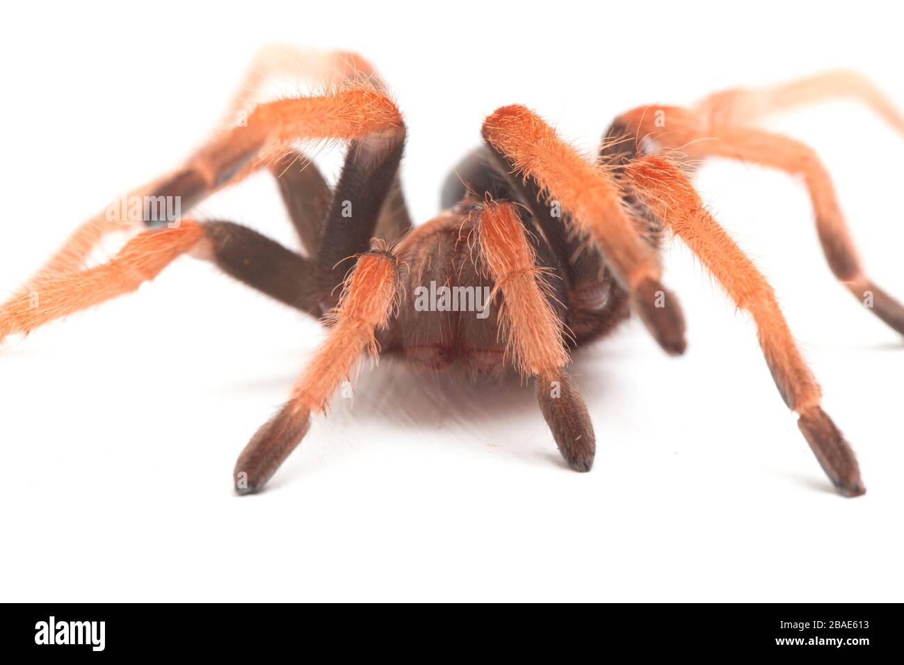 Mexican Fireleg Tarantula (Brachypelma boehmei) isolated on white ...