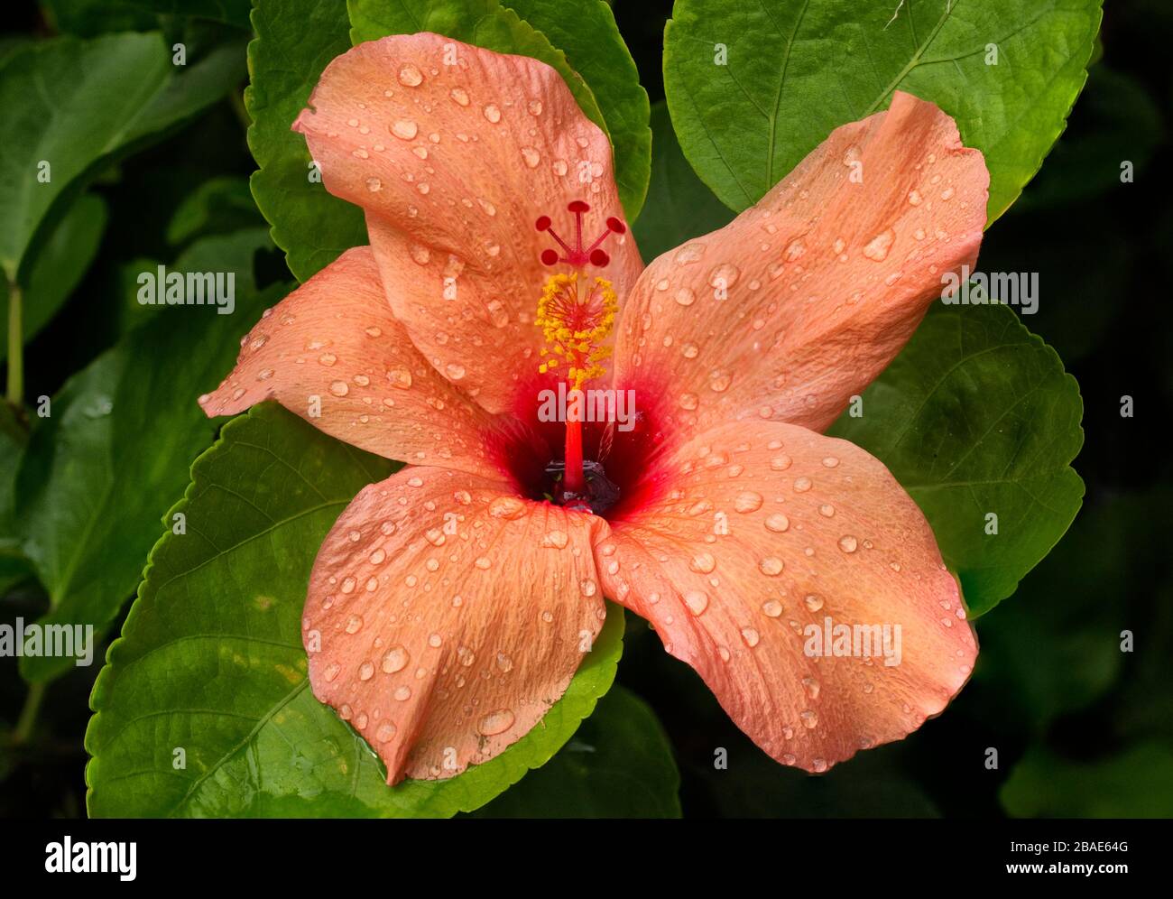 Indian Ocean, Mauritius, pink hibiscus Stock Photo - Alamy