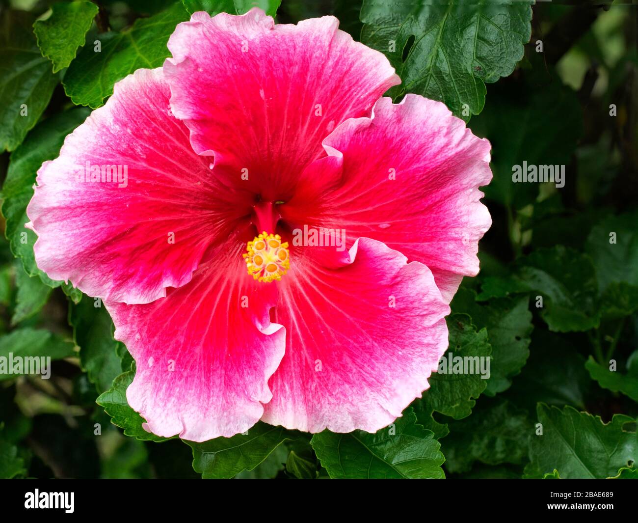 Indian Ocean, Mauritius, red and white hibiscus (Raymond Dixon Stock ...