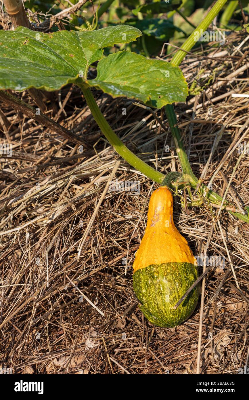 Colourul squash in Autumn Views of Christopher Lloyds famous garden ...