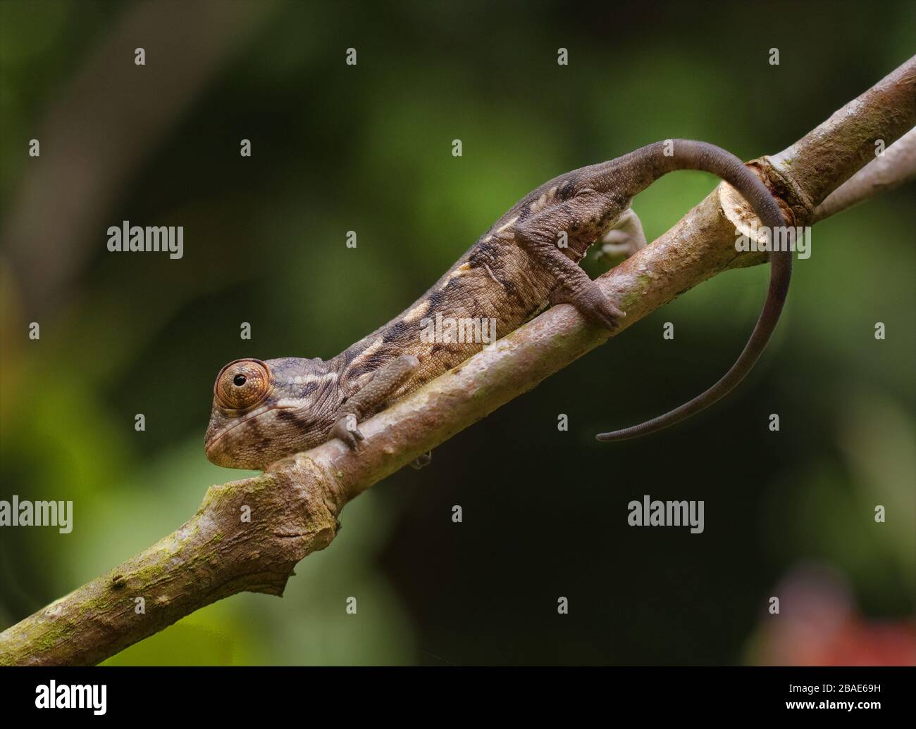 Indian Ocean, Madagascar, Nosy Mangabe, Warty Chameleon, Furcifer ...