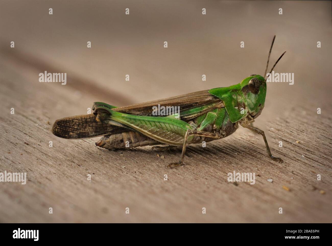 Indian Ocean, Madagascar, cricket Stock Photo - Alamy