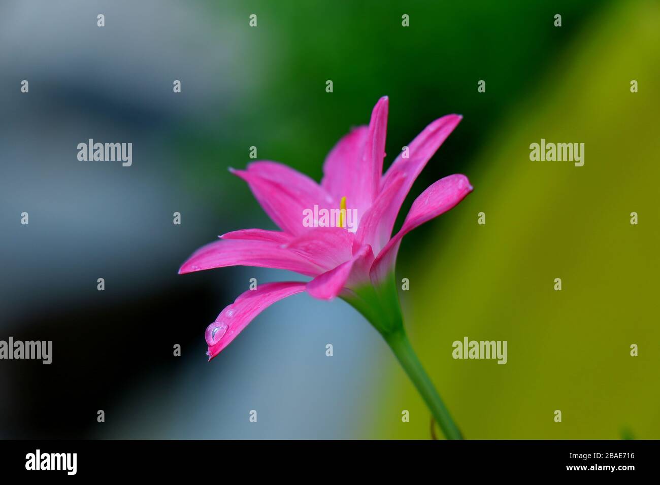 Indian Flowers Names And Pictures