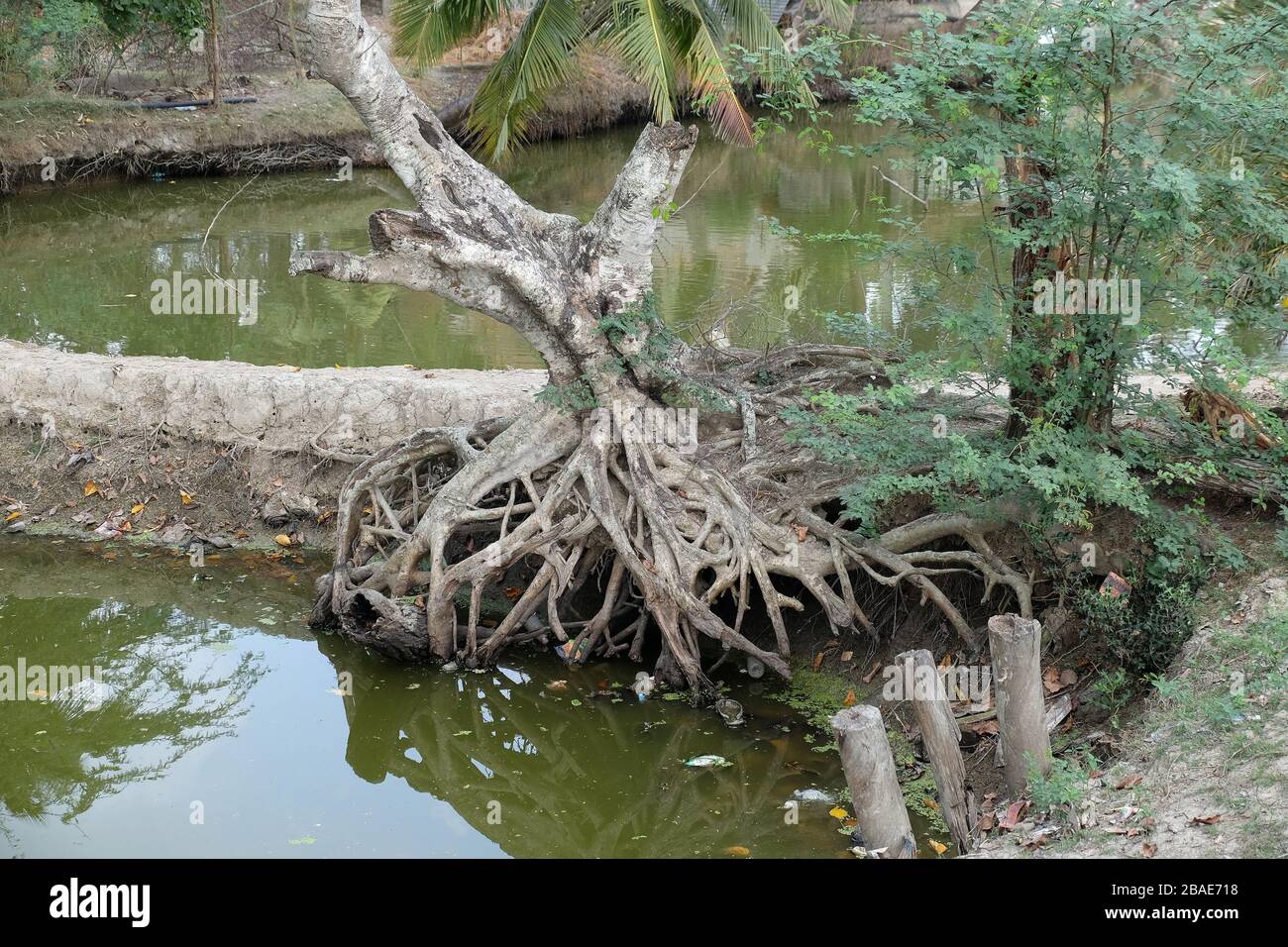 India tree forest hi-res stock photography and images - Alamy